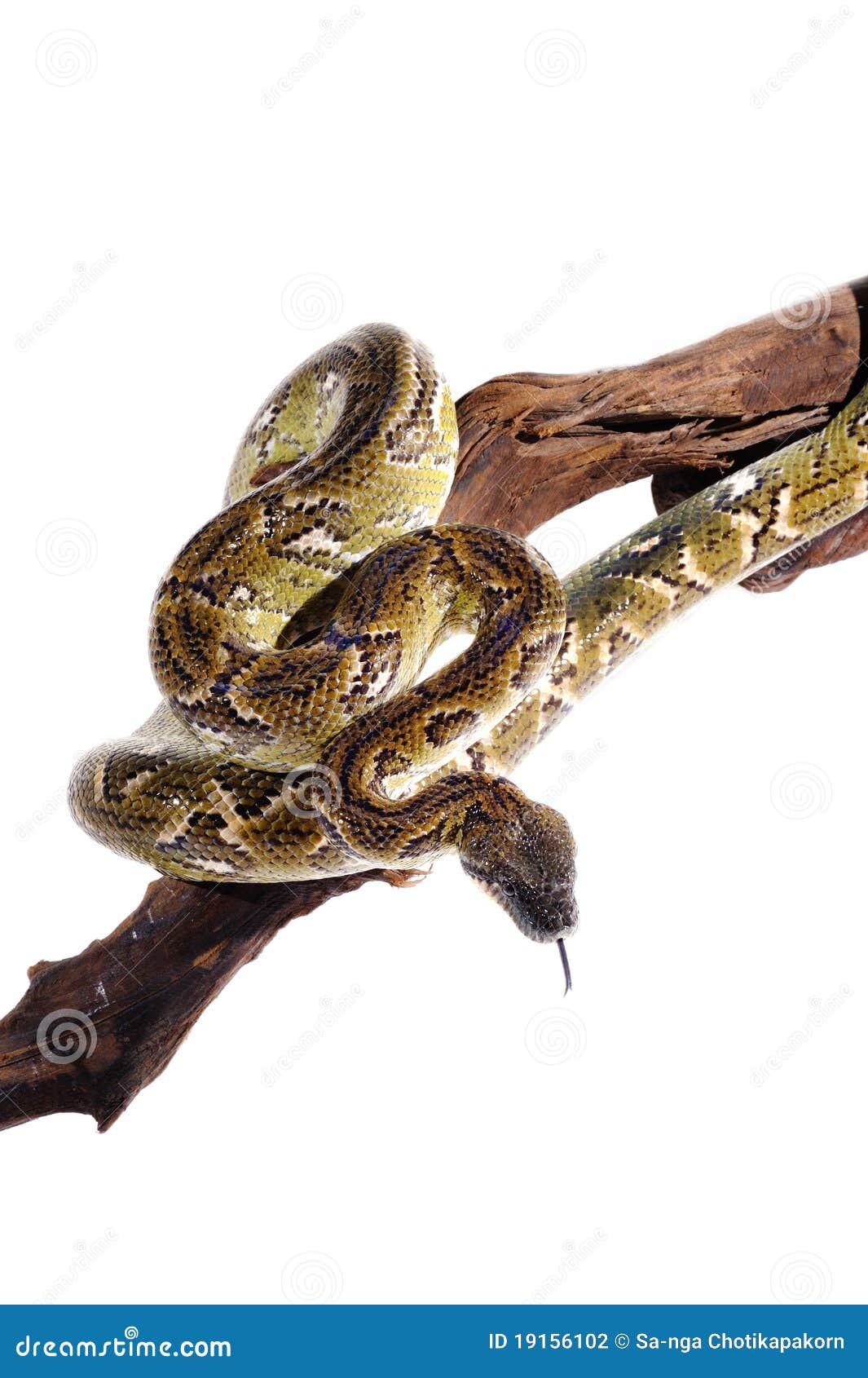 Pastel snake stock photo. Image of juvenile, endangered - 19156102