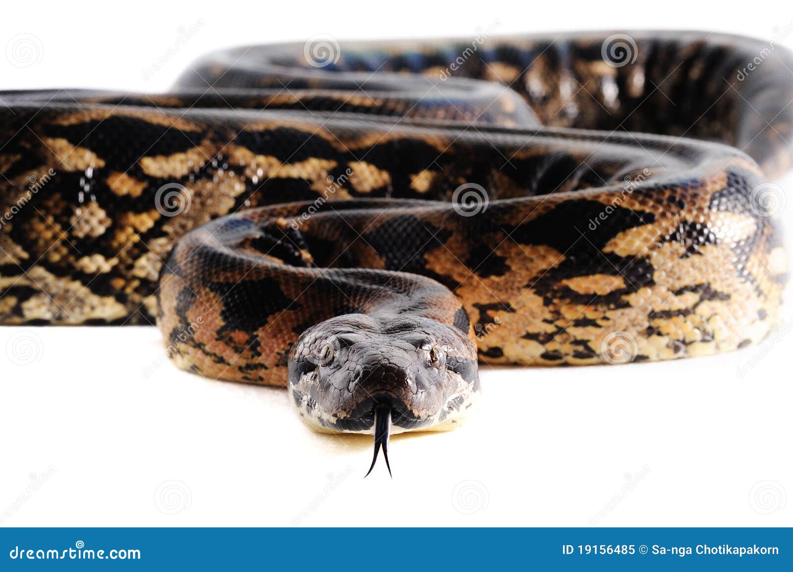 Pastel snake stock image. Image of looking, predator - 19156485