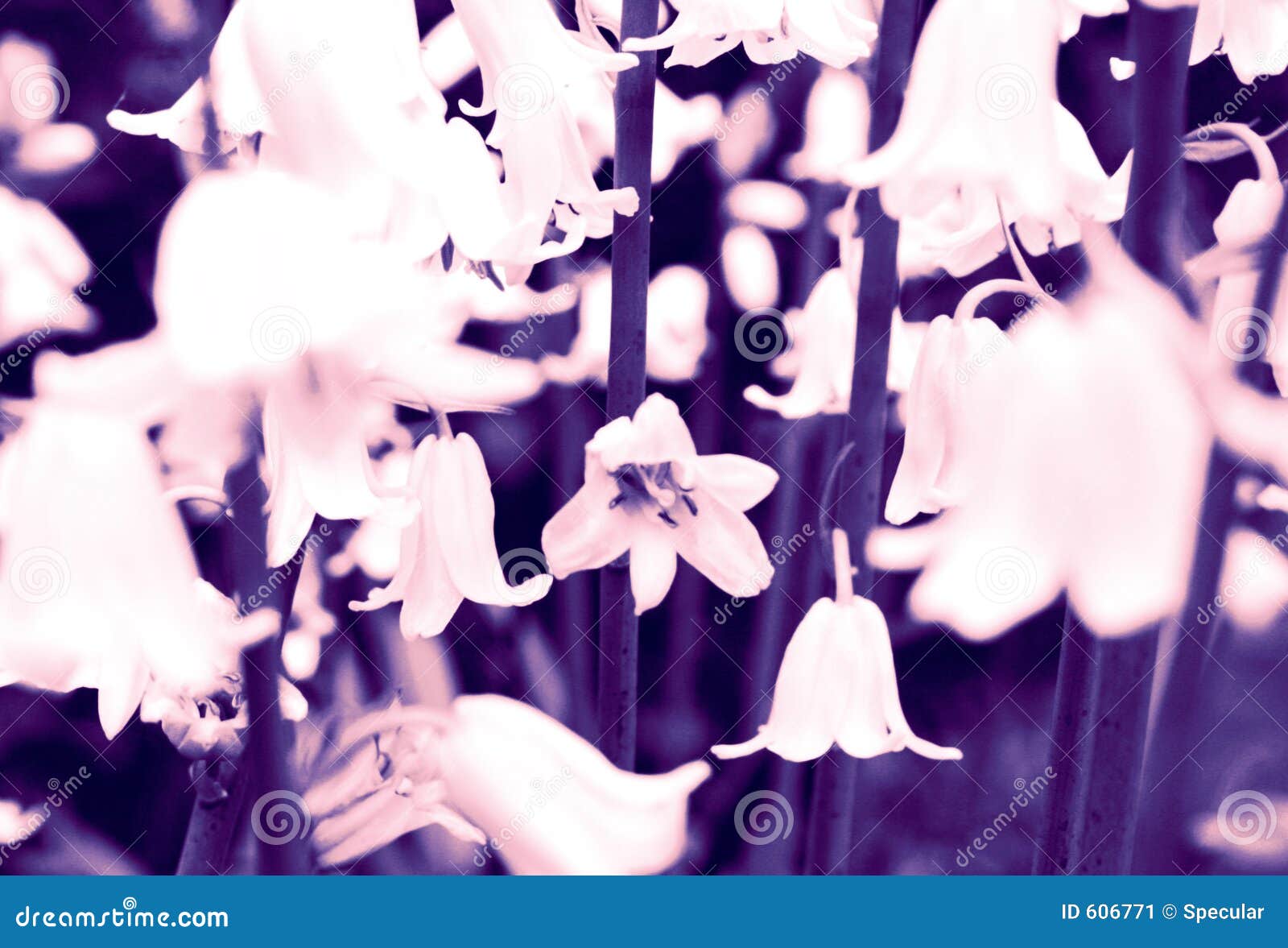 Pastel spring flowers stock image. Image of bloom, gardening - 606771