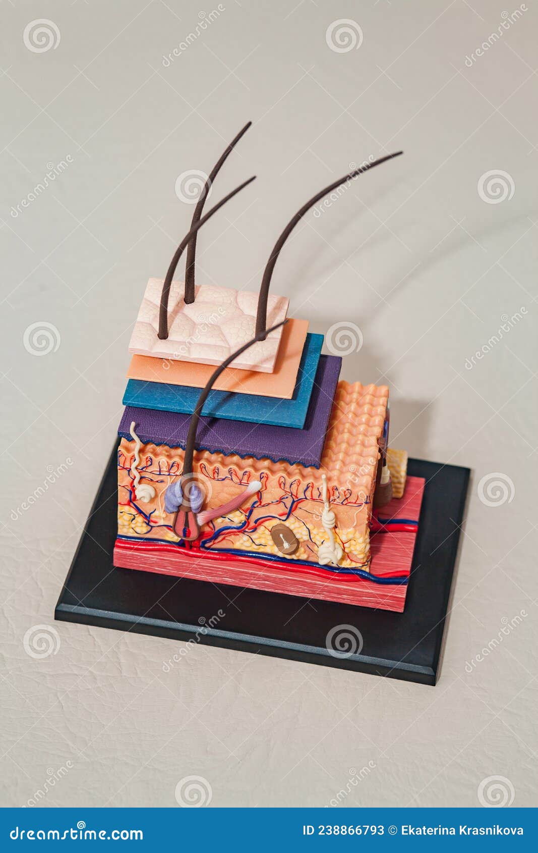 Pastic Model of Skin Structure with Hair for Education Stock Image ...