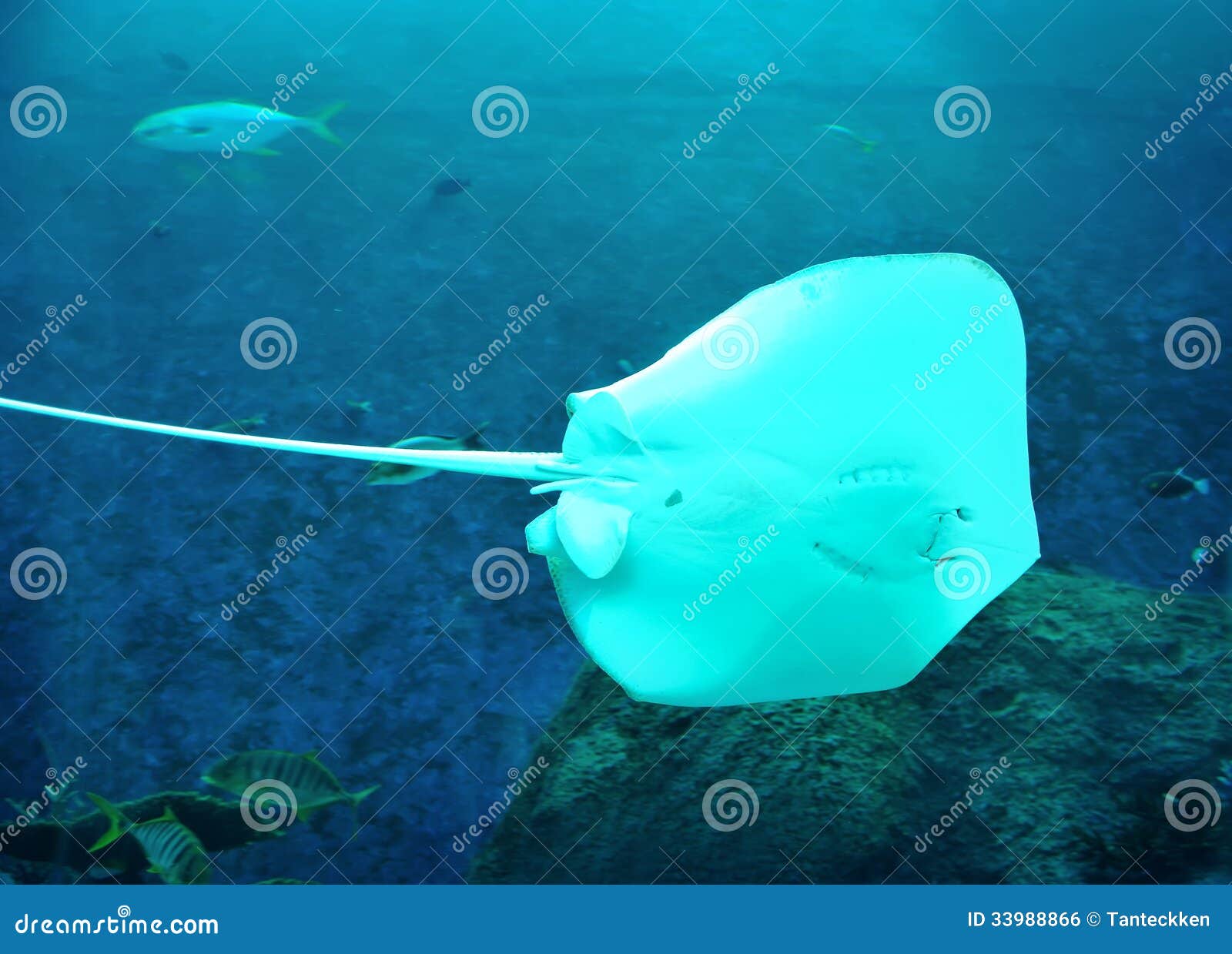 Pastinaca gigante foto de archivo. Imagen de vida, marina - 33988866