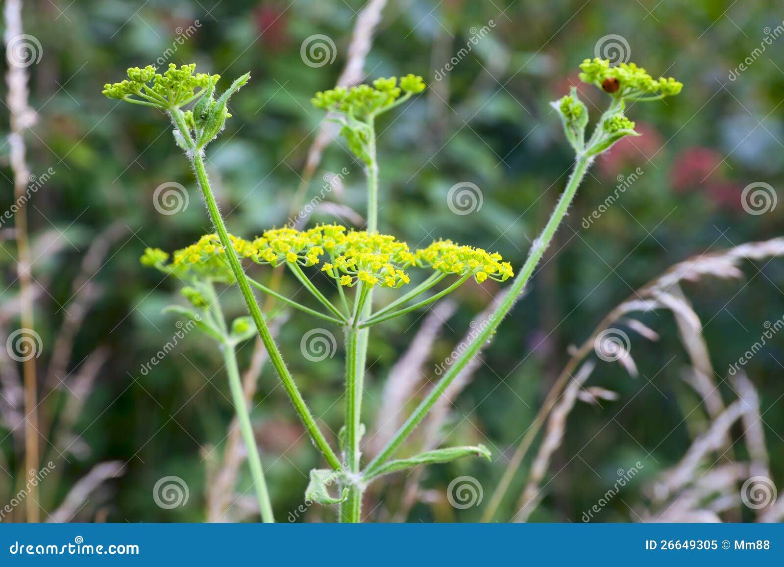 Pastinaca sativa stock image. Image of sunny, nature - 26649305