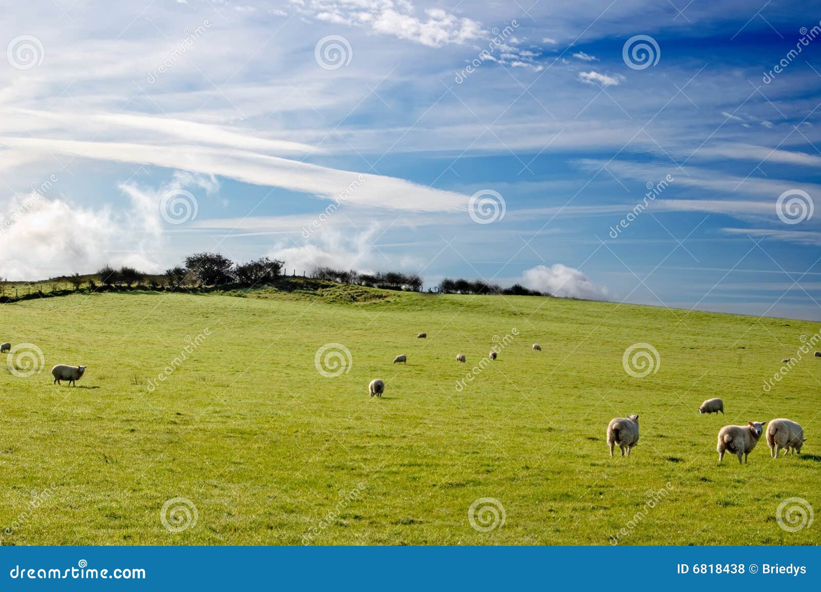 Pasto foto de archivo. Imagen de hierba, verde, cubo, animal - 6818438
