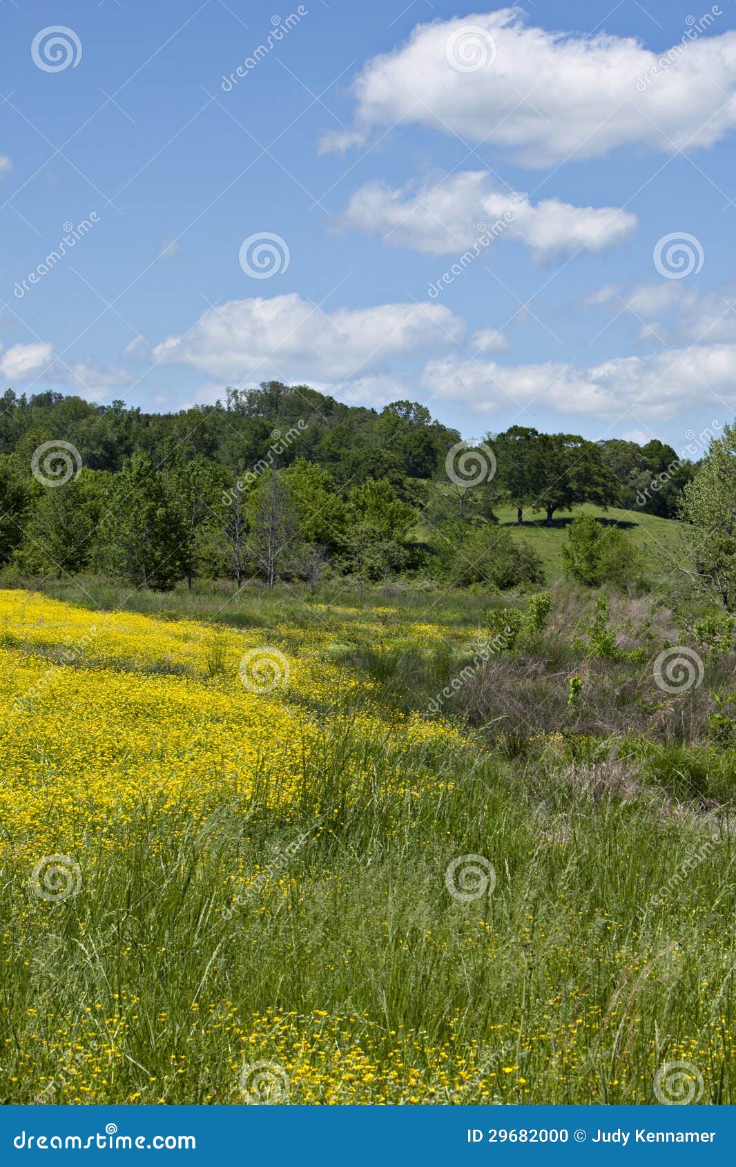 Pasto amarillo hermoso foto de archivo. Imagen de claro - 29682000