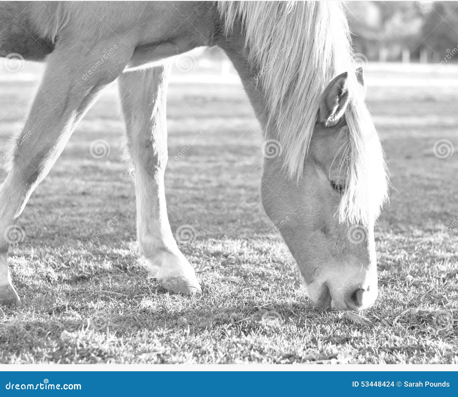 Pasto Blanco Y Negro Del Mustango Foto de archivo - Imagen de negro ...