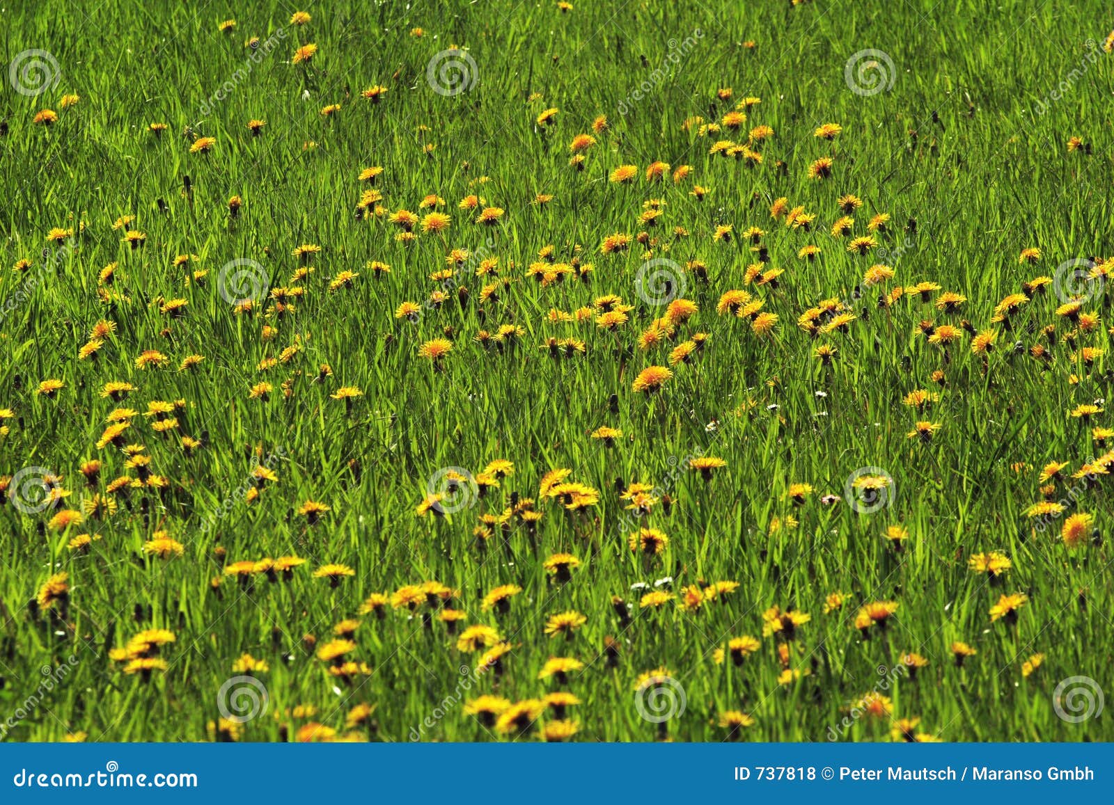 Pasto con las flores 01 foto de archivo. Imagen de farmland - 737818