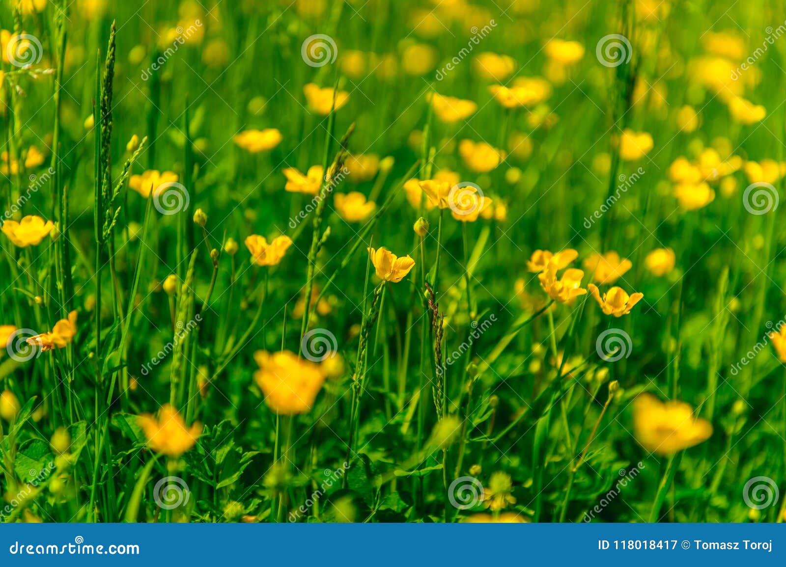 Pasto Con Las Flores Amarillas Imagen de archivo - Imagen de rural ...