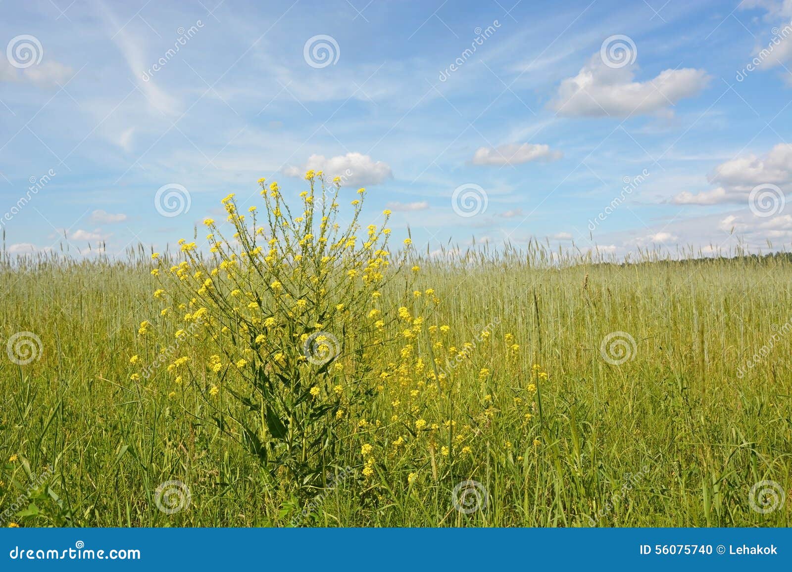 Pasto Con Muchas Flores Amarillas Foto de archivo - Imagen de flores ...