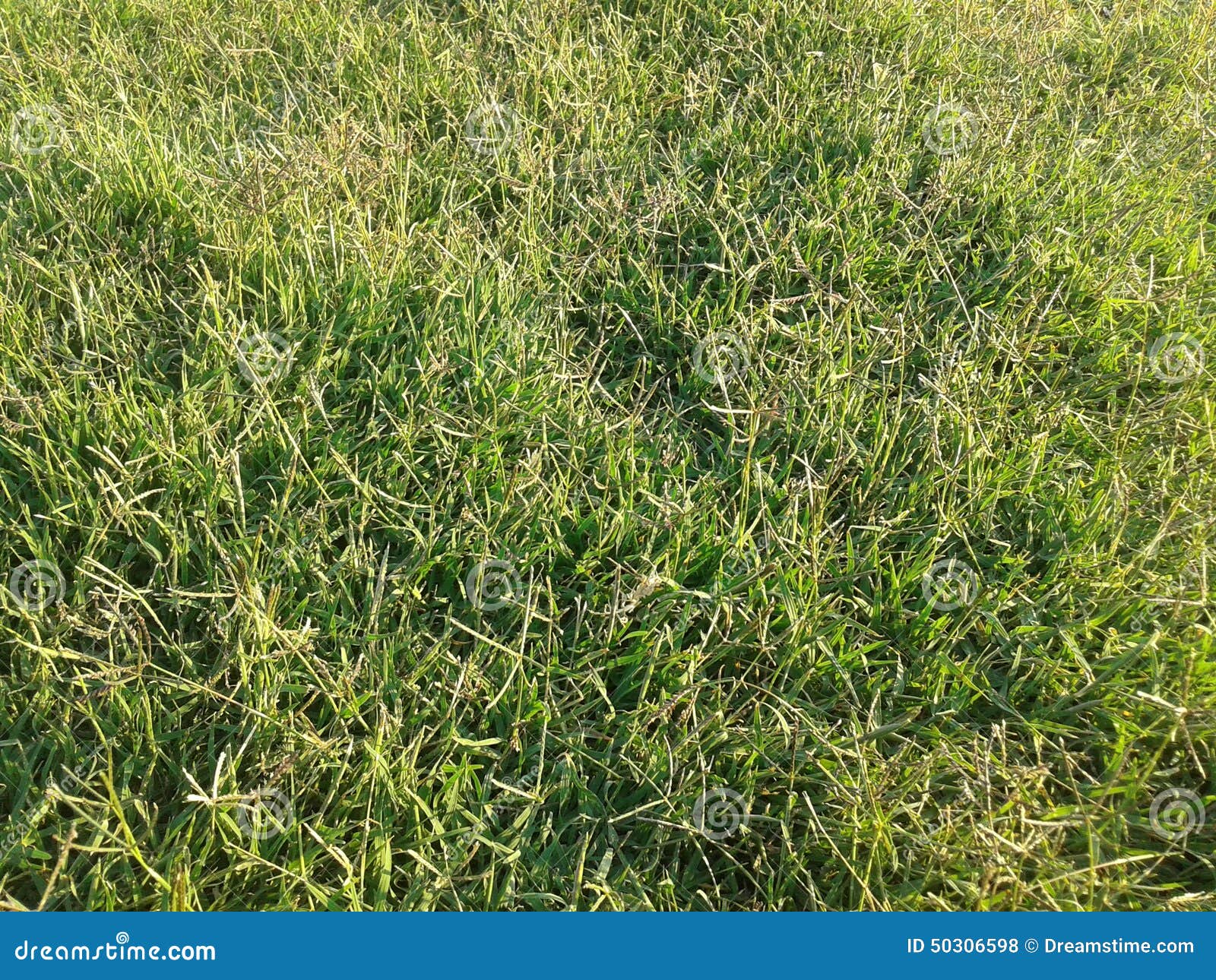 Pasto Verde Royalty-Free Stock Photography | CartoonDealer.com #94025741