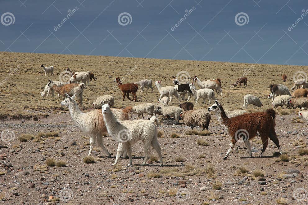 Pasto de Alpacas imagen de archivo. Imagen de granja, colina - 5232463