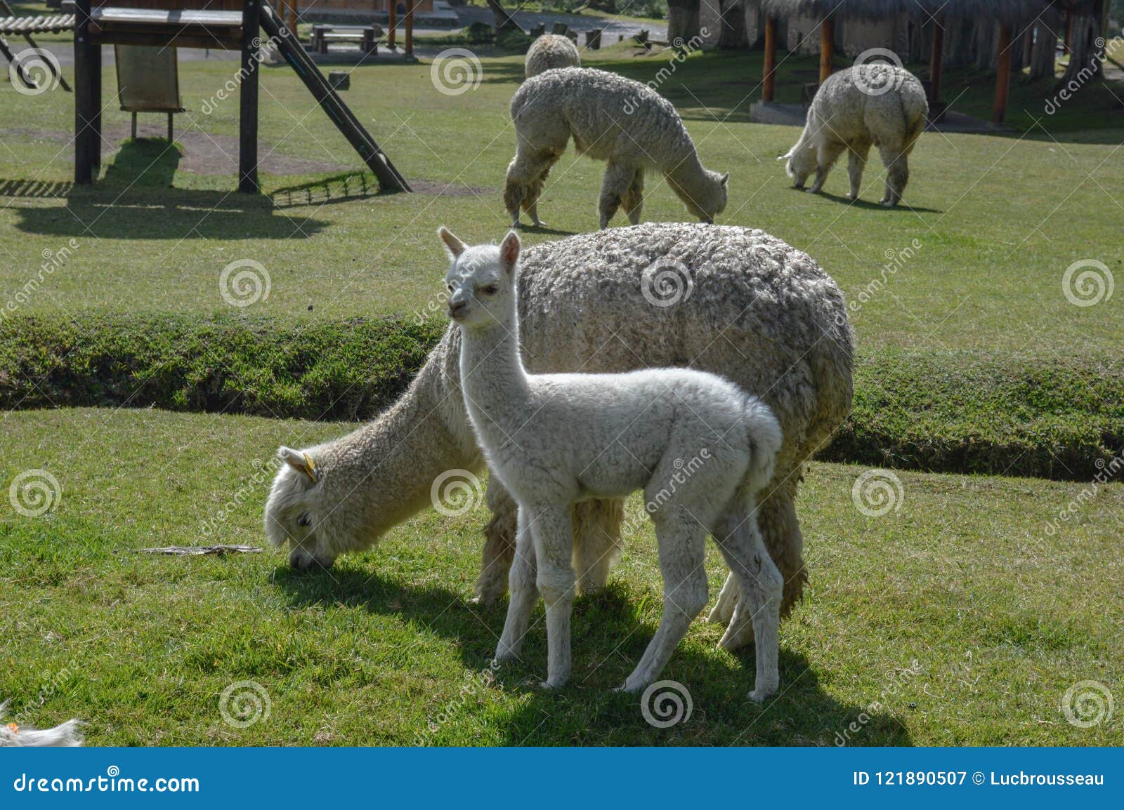 Pasto De Alpacas En Una Tierra Privada Imagen de archivo - Imagen de ...