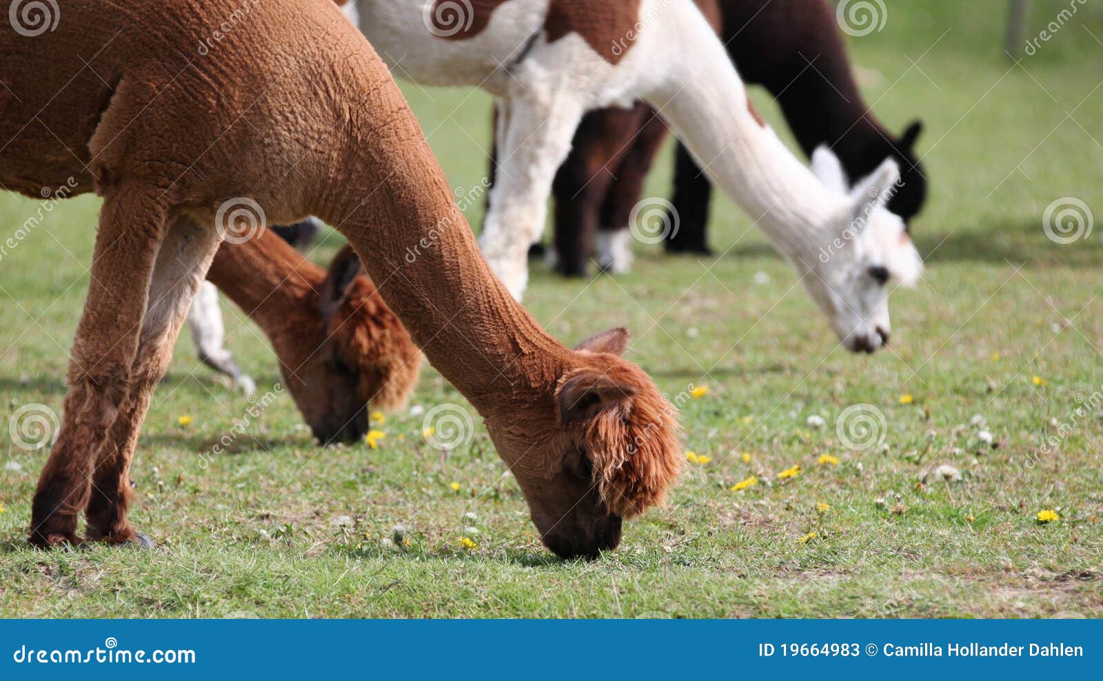 Pasto De Alpacas, Perfiles. Imagen de archivo - Imagen de pelo, tejedor: 19664983