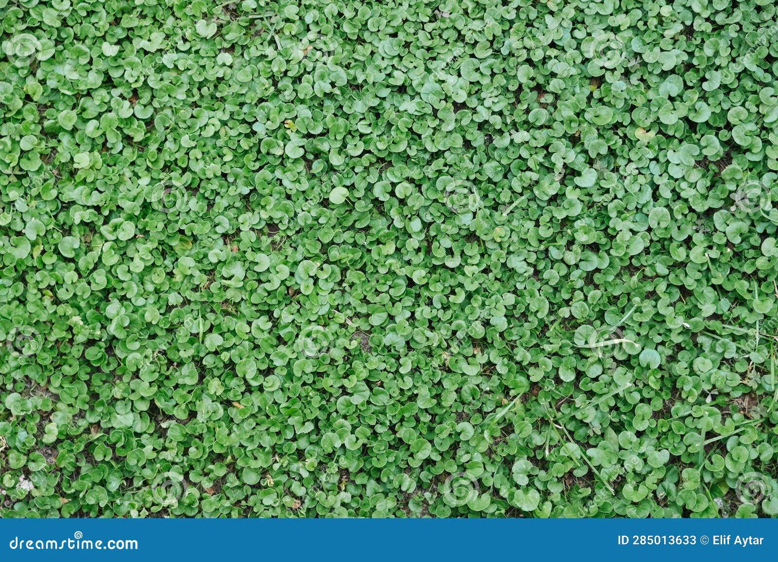 Pasto De Clavo Bello Fondo Verde Imagen de archivo - Imagen de cubo ...