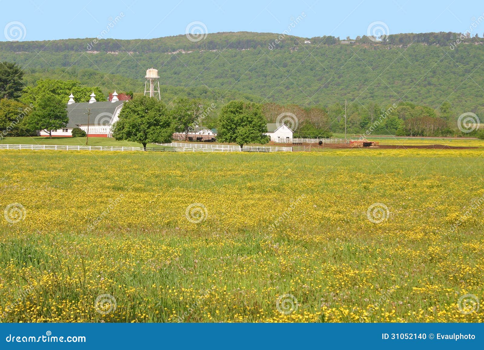 Pasto de flores amarillas foto de archivo. Imagen de rural - 31052140