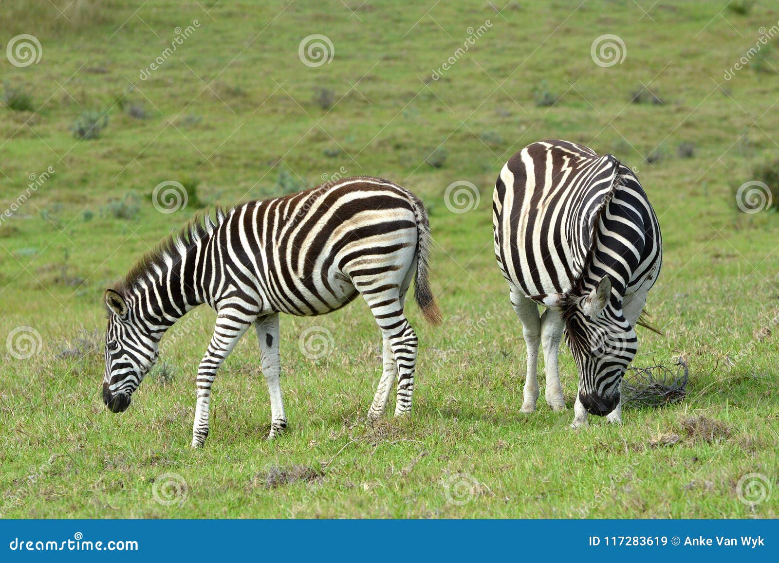 Pasto De La Cebra Embarazada Con El Potro Imagen de archivo - Imagen de ...