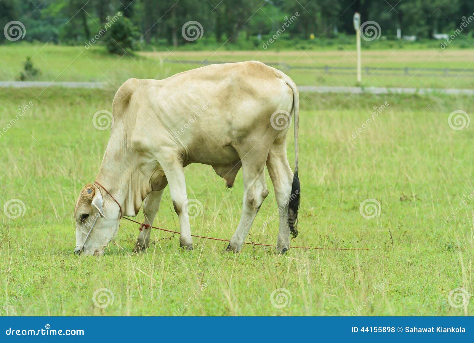 Pasto de la vaca foto de archivo. Imagen de manada, carne - 44155898