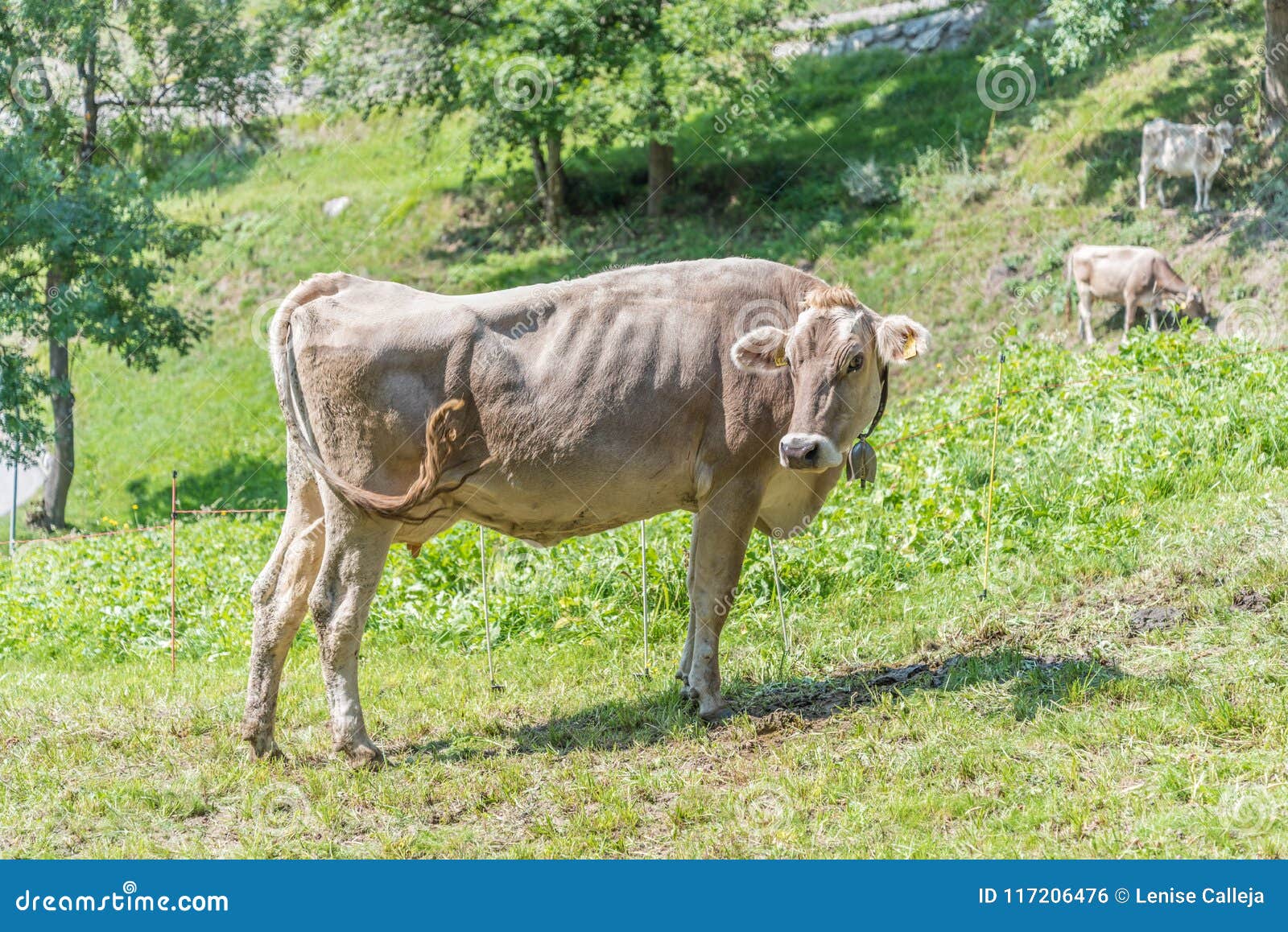 Pasto de la vaca en Suiza foto de archivo. Imagen de toro - 117206476