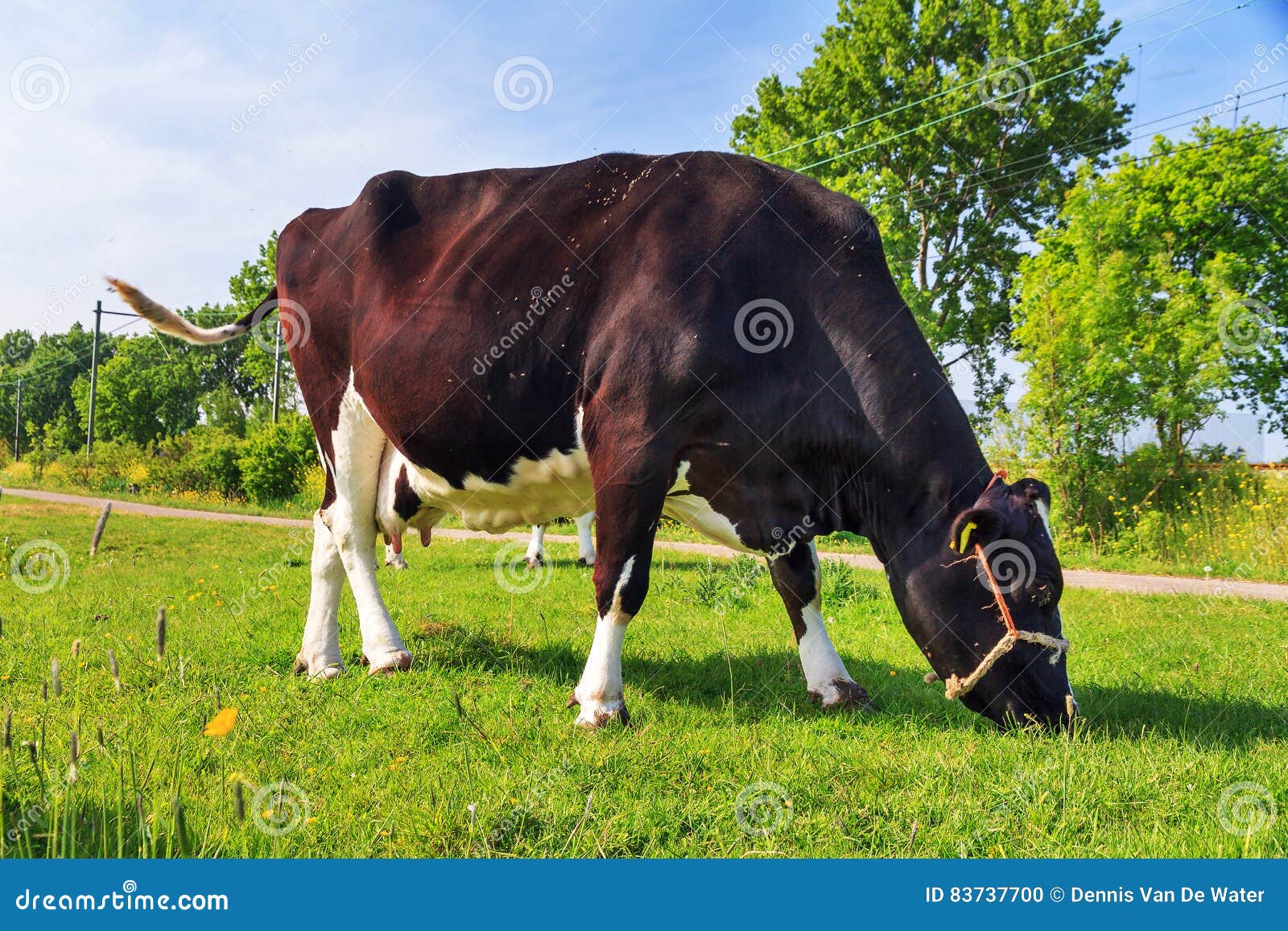 Pasto de la vaca negra foto de archivo. Imagen de holstein - 83737700