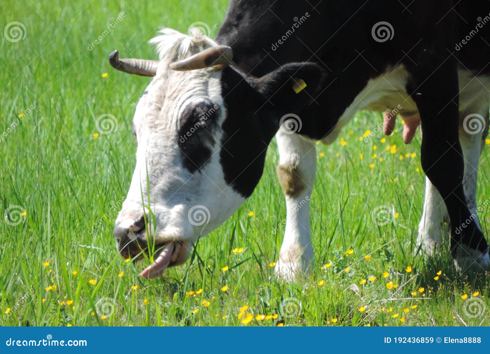 Pasto De Vaca En El Campo Masticando Pasto Imagen de archivo - Imagen ...