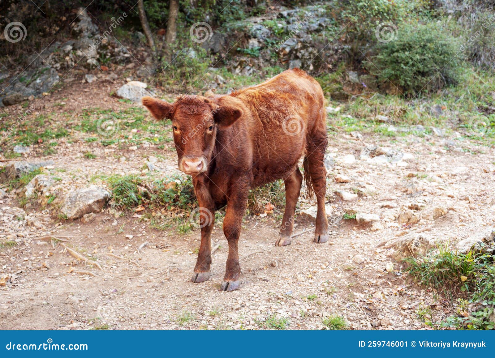 Pasto De Vaca Roja En El Bosque Imagen de archivo - Imagen de rojo ...