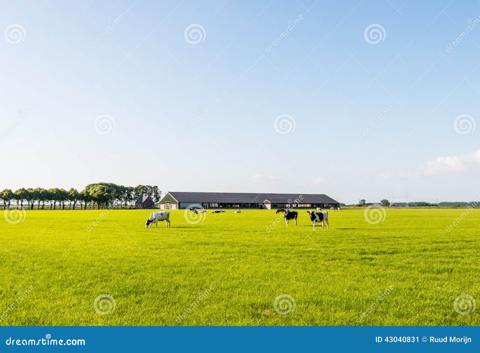 Pasto De Vacas En Un Pasto Plano Imagen de archivo - Imagen de vivo ...