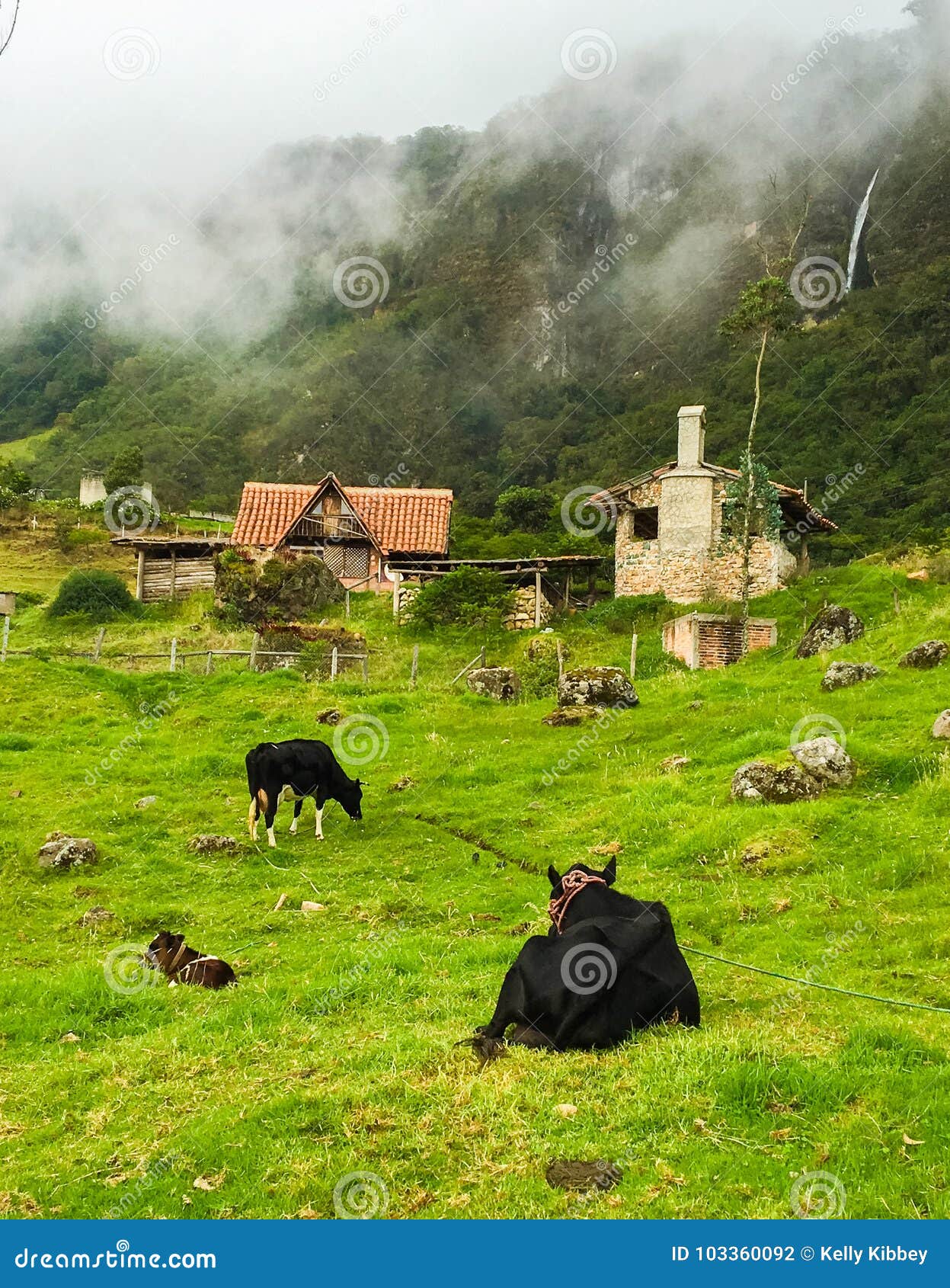 Pasto De Vacas En Pasto Verde En Ecuador Foto de archivo - Imagen de ...