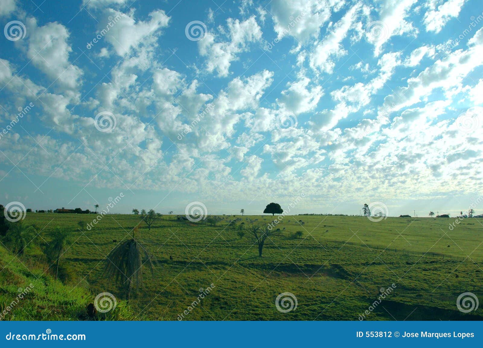 Pasto e gado foto de stock. Imagem de pasto, céu, gado - 553812