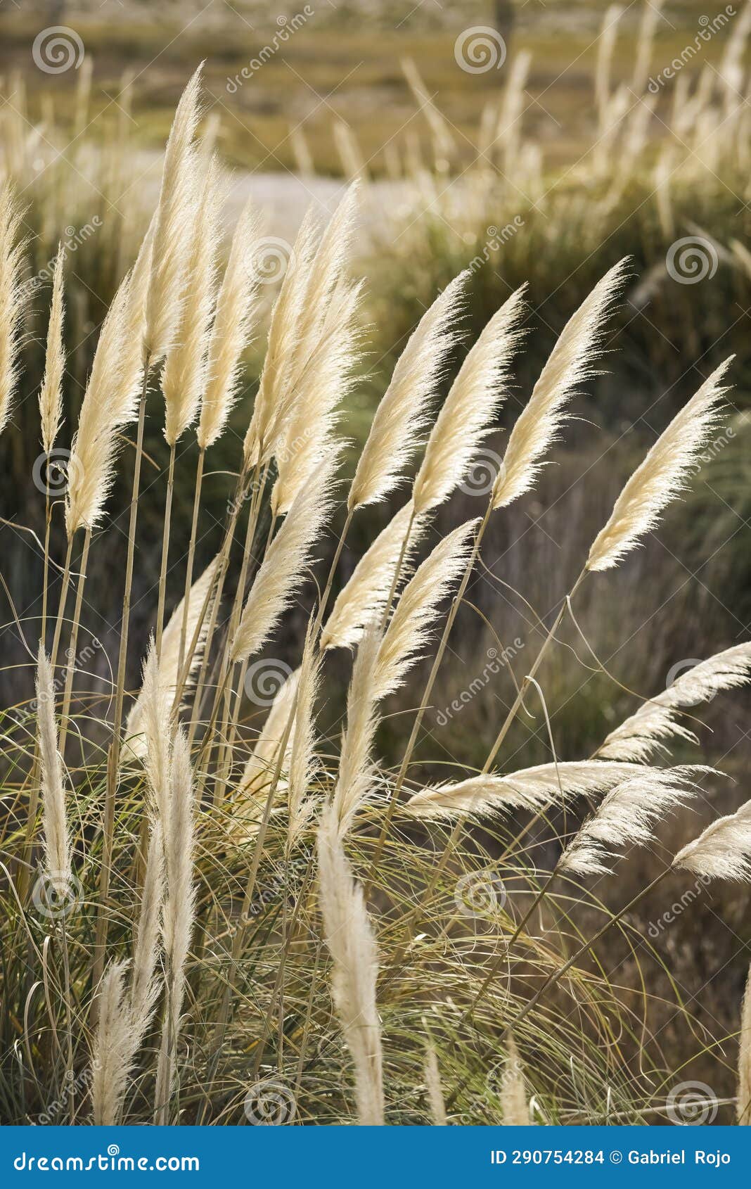 Pasto en el campo foto de archivo. Imagen de horizontal - 290754284