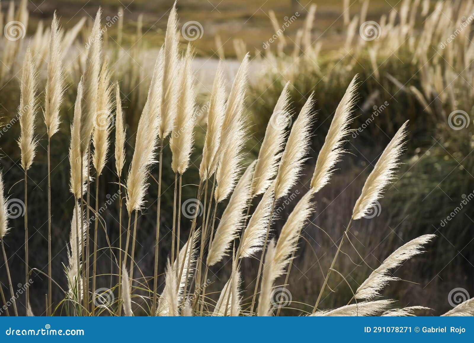 Pasto en pampas imagen de archivo. Imagen de prado, llano - 291078271