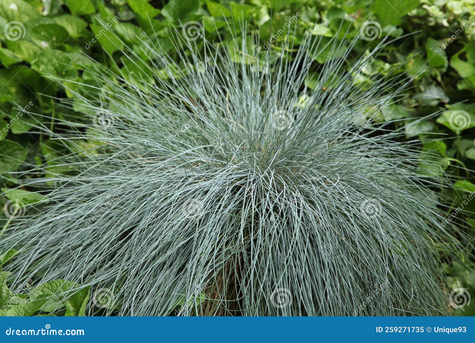 Pasto festuca glauca imagem de stock. Imagem de grama - 259271735