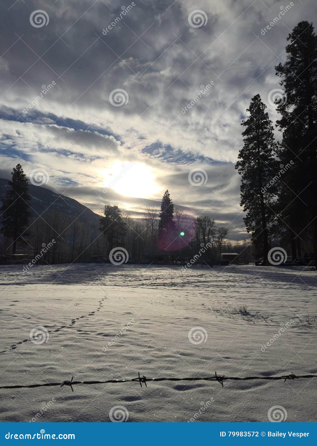 Pasto Nevado foto de archivo. Imagen de caballo, pasto - 79983572