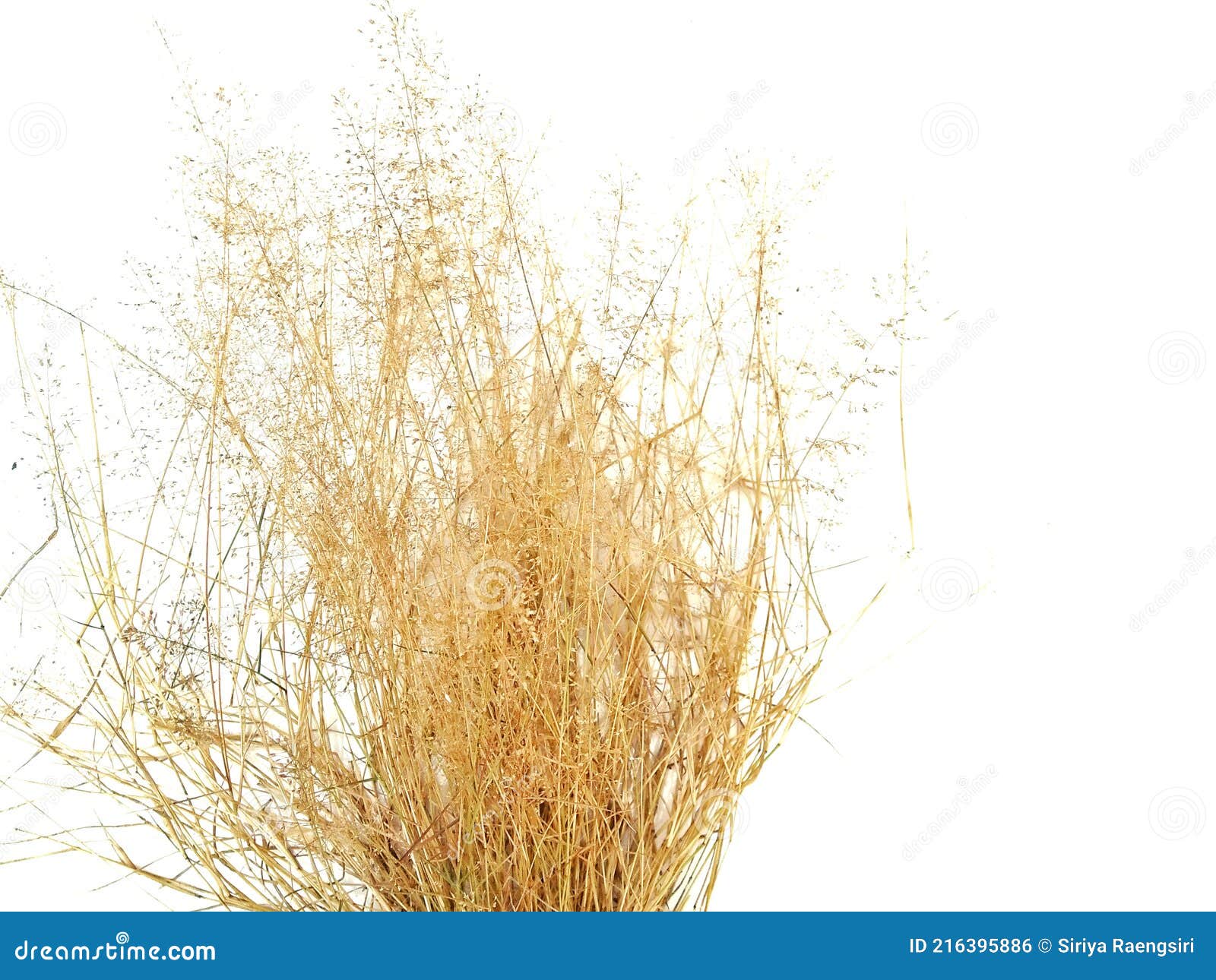 Pasto Seco Aislado Sobre Fondo Blanco Foto de archivo - Imagen de ...