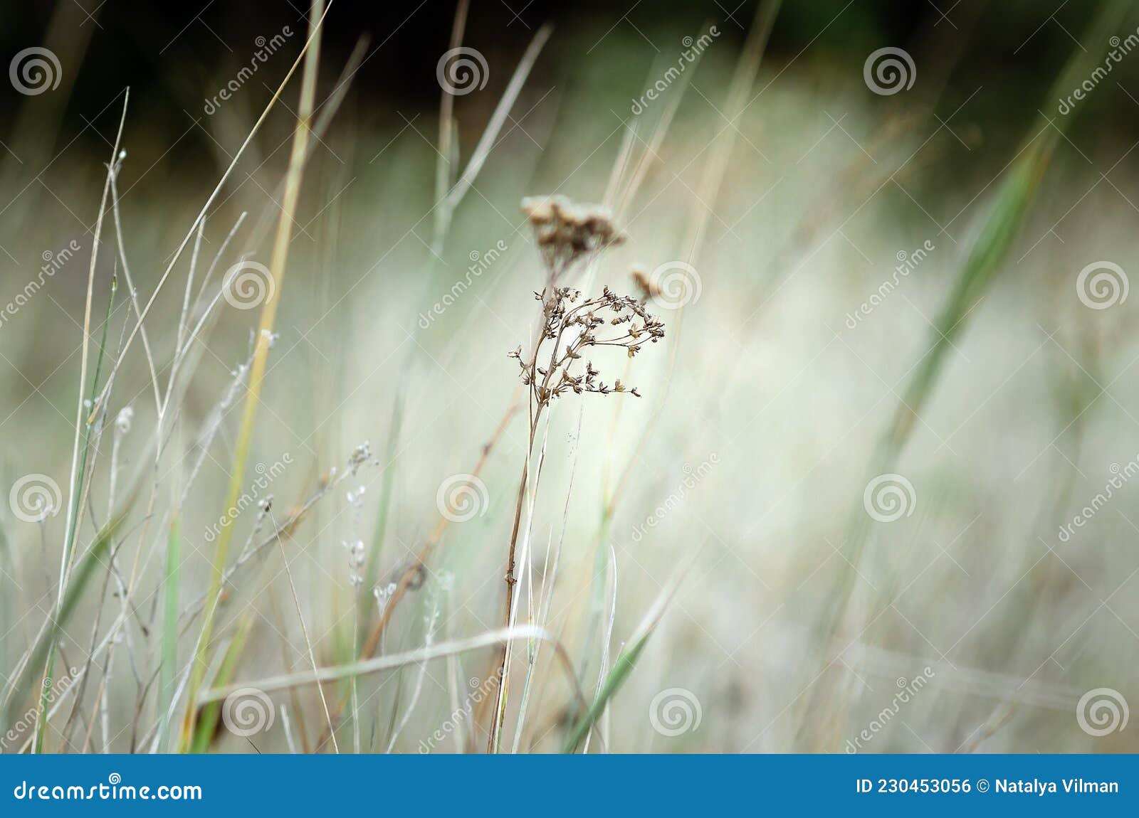 Pasto Seco Natural Desfocado Fundo Foto de Stock - Imagem de foco ...