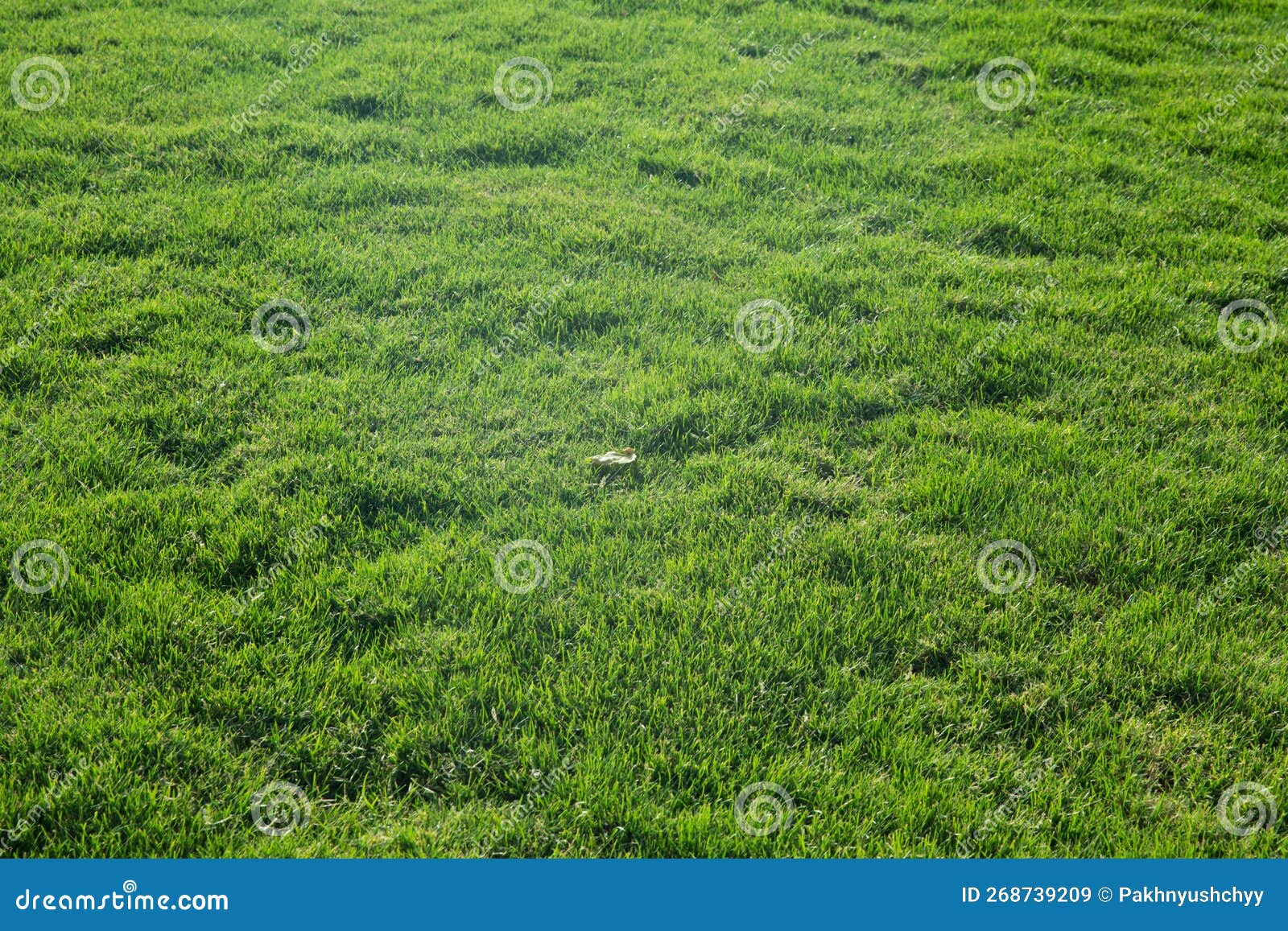 Pasto imagen de archivo. Imagen de agricultura, viento - 268739209