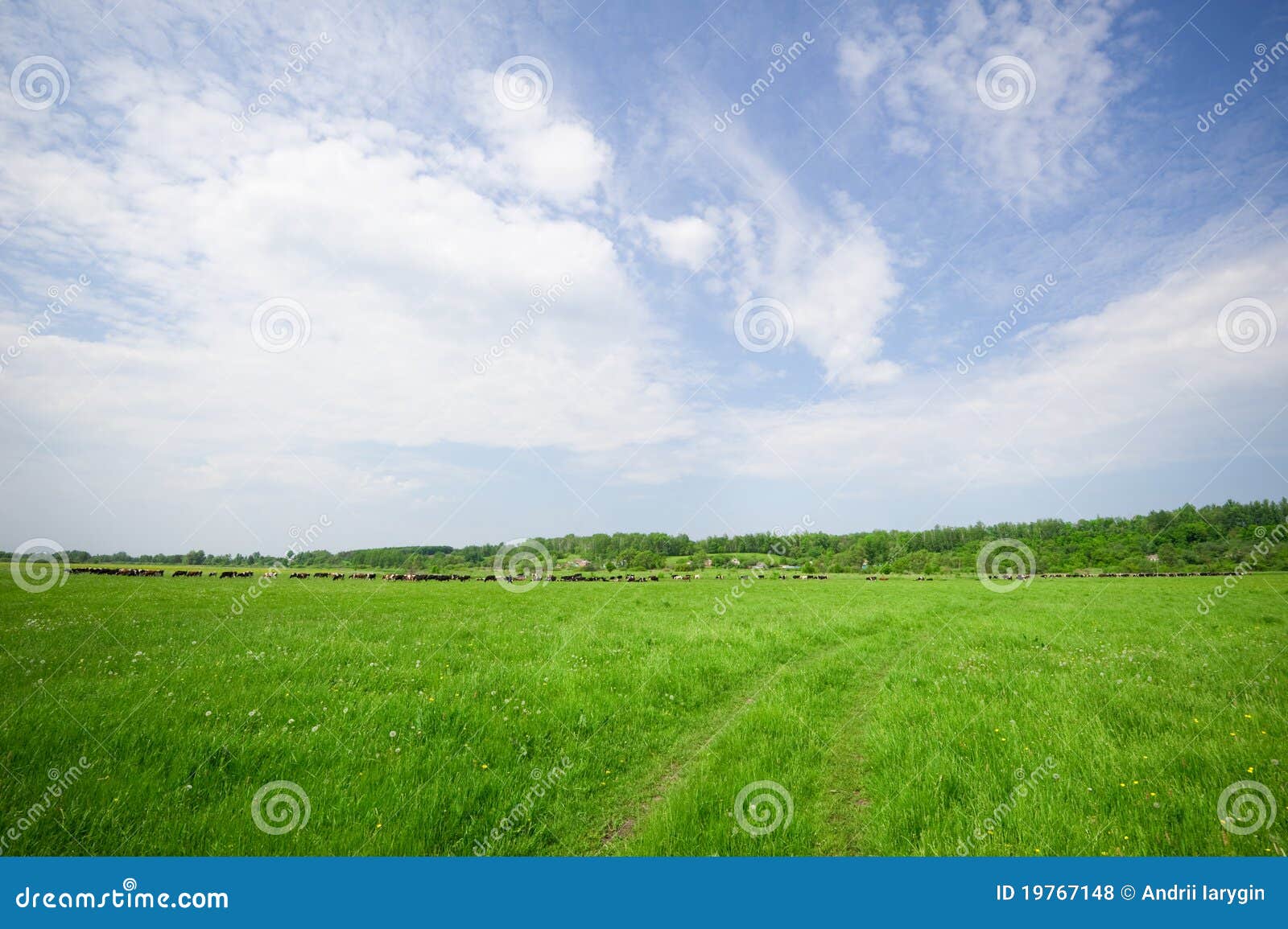 Pasto verde foto de archivo. Imagen de prado, belleza - 19767148