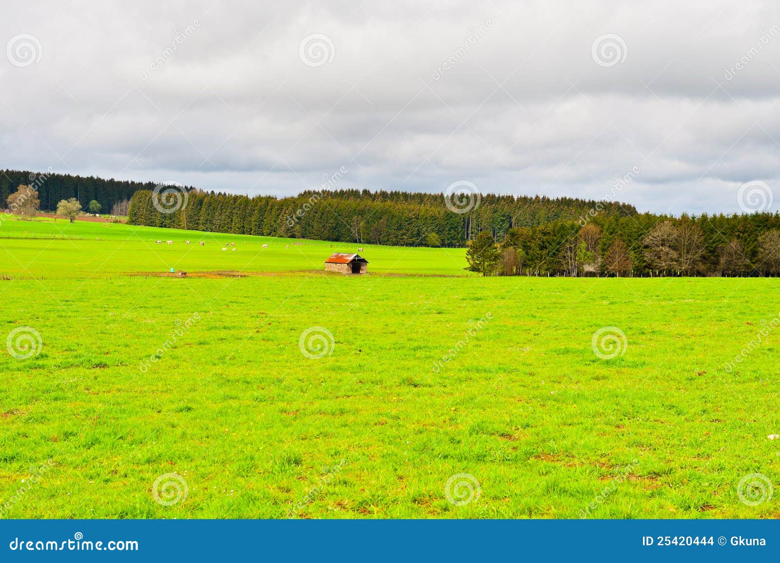 Pasto verde foto de archivo. Imagen de campo, cerca, flora - 25420444
