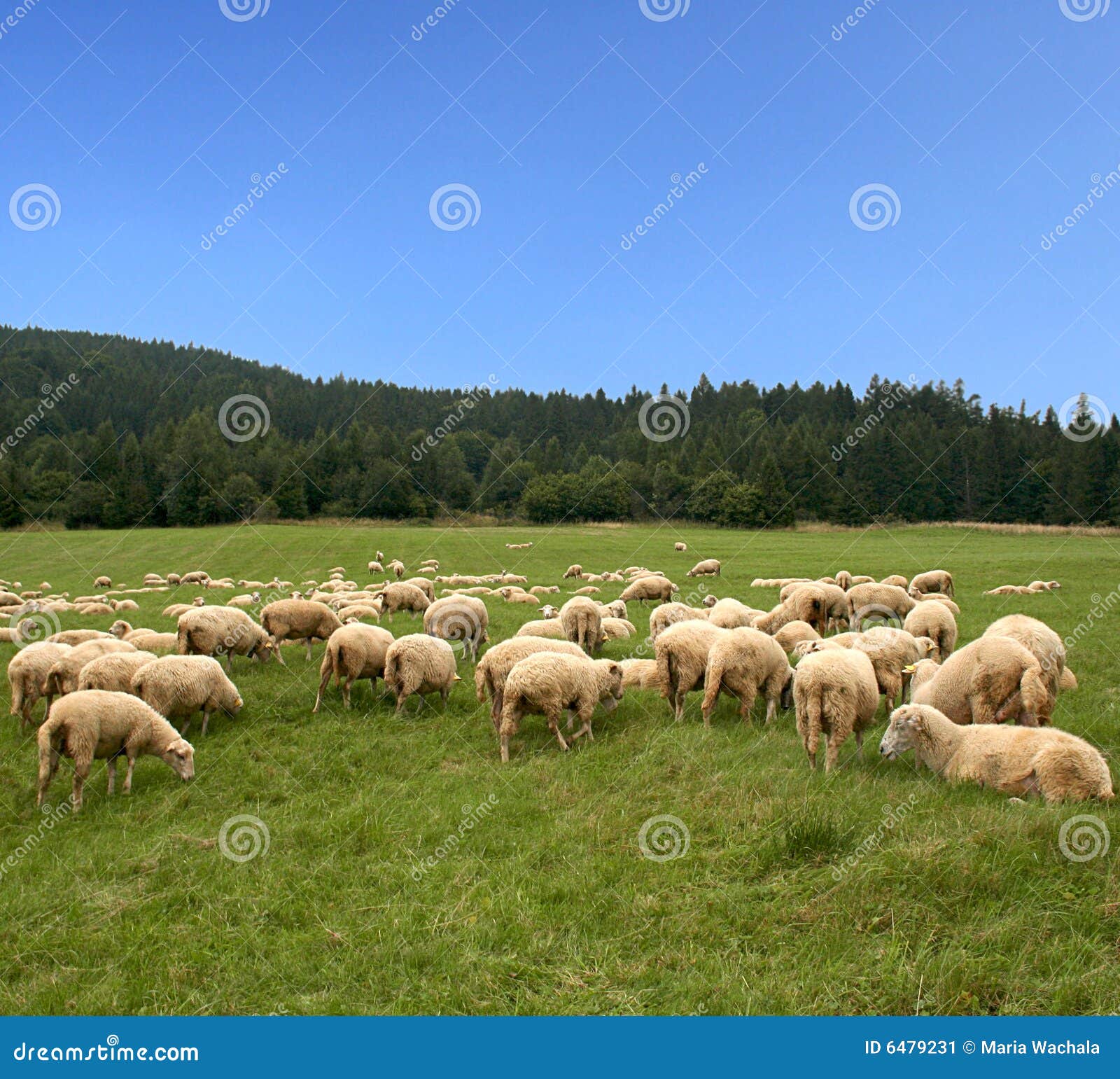 Pasto verde imagen de archivo. Imagen de vida, verano - 6479231