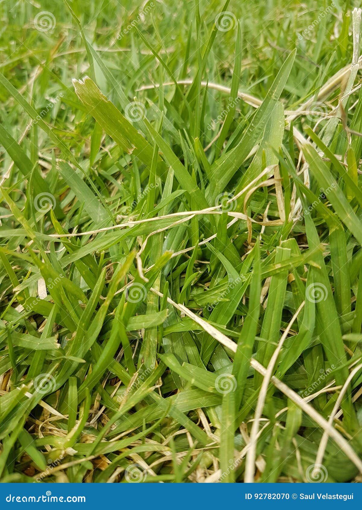 Pasto editorial image. Image of naturaleza, pasto, nature - 92782070