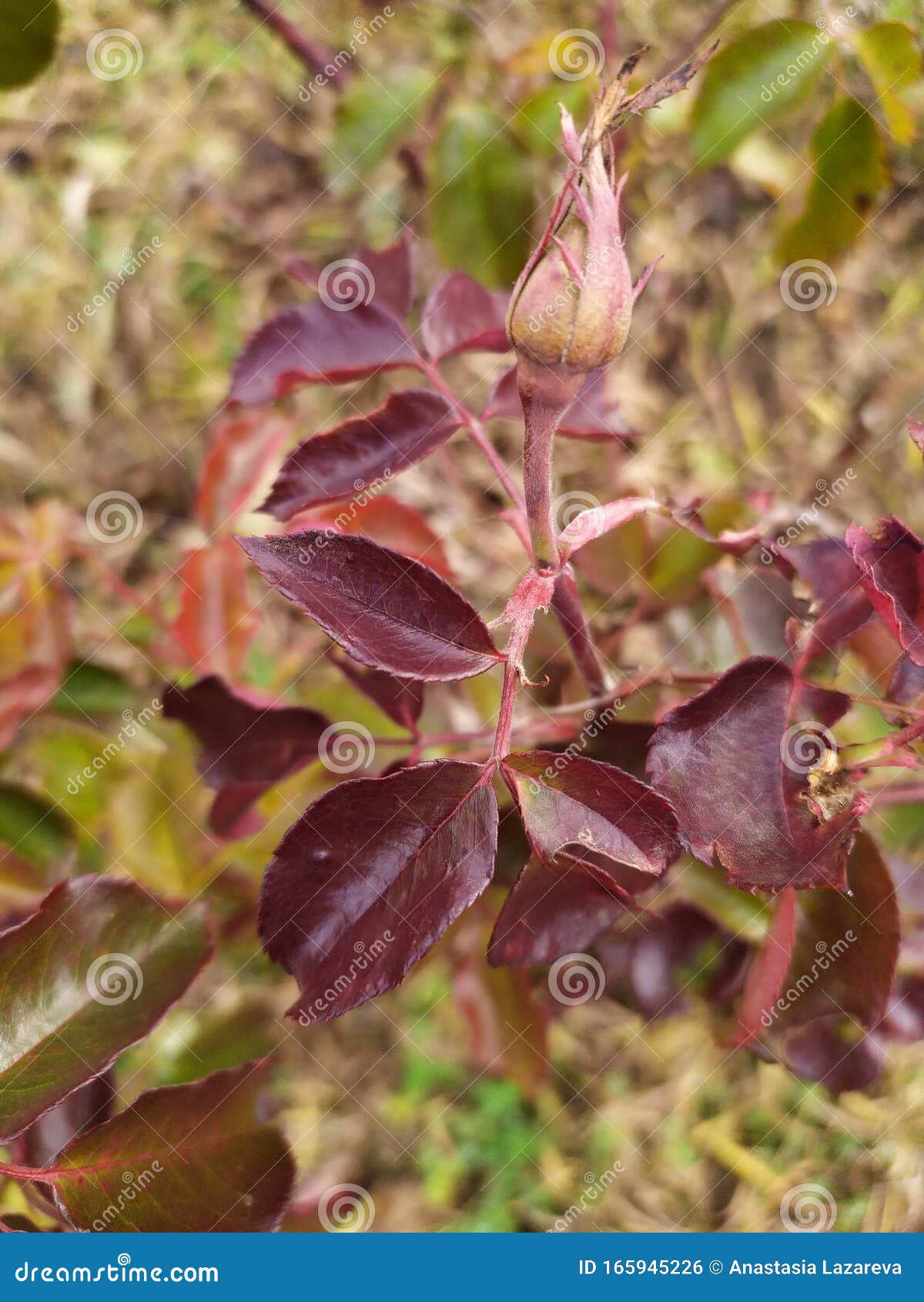 Pasto verde y rojo foto de archivo. Imagen de verano - 165945226