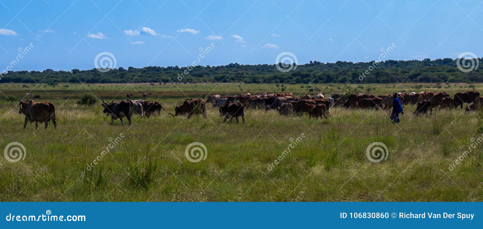 Pastor Africano E Seu Gado Que Saem Pastar Imagem Editorial - Imagem de ...