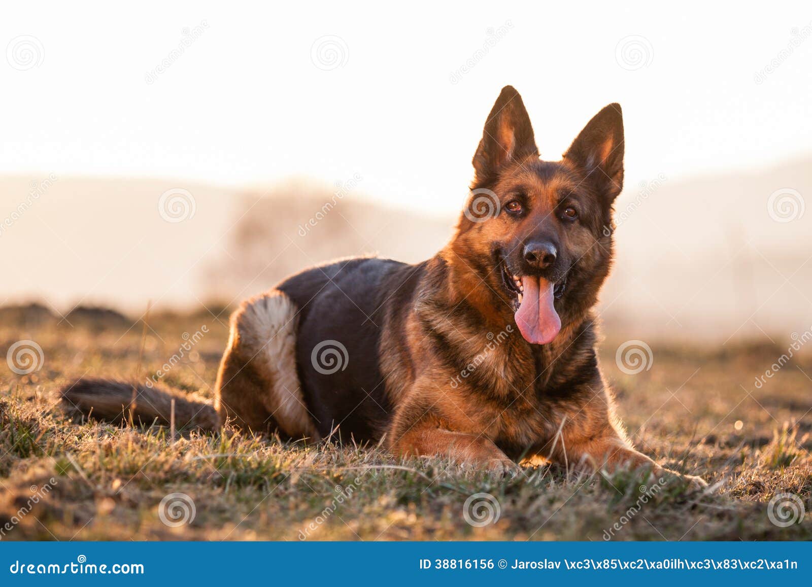 Pastor alemán Dog foto de archivo. Imagen de canino, retrato - 38816156