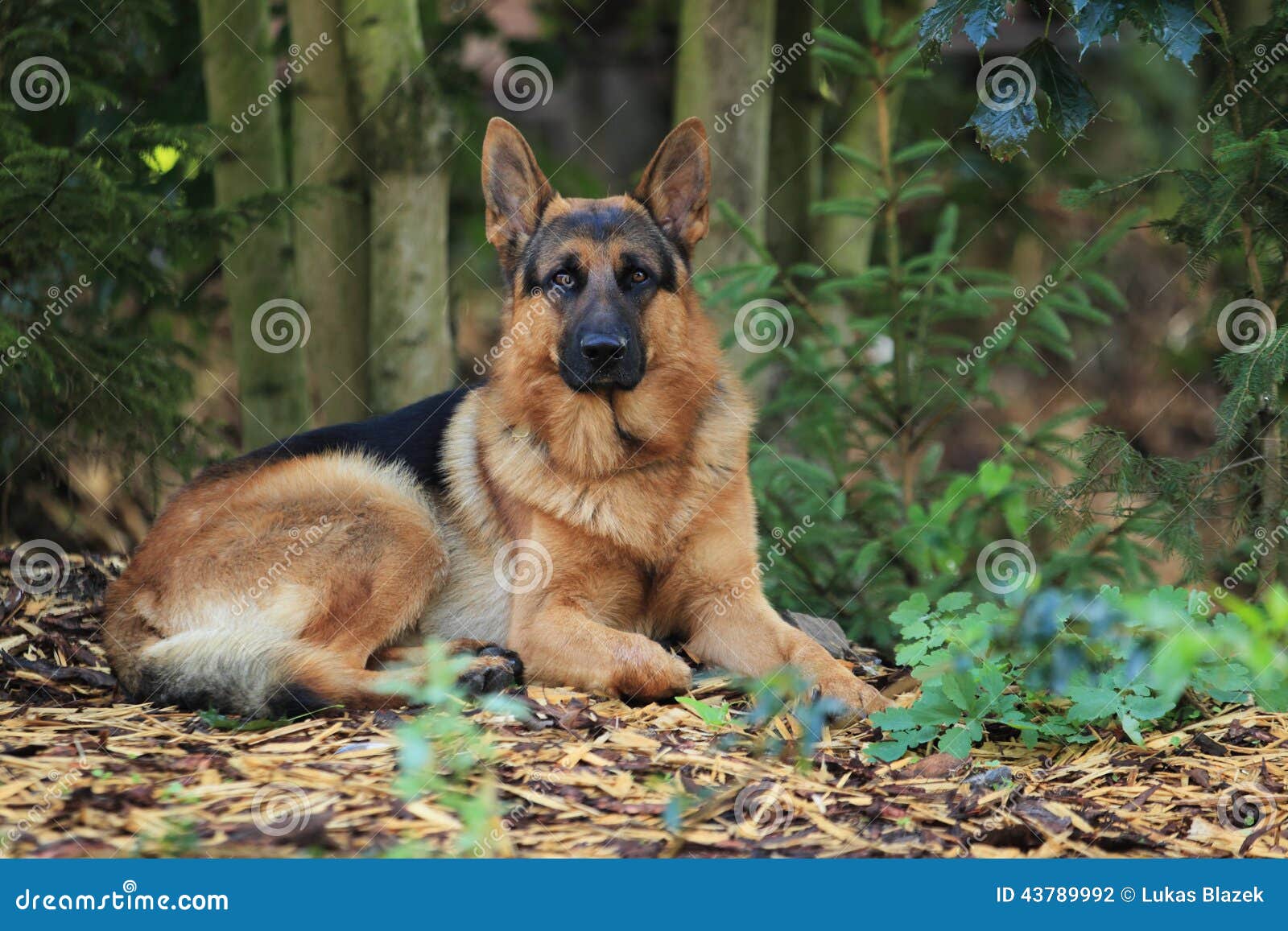 Pastor alemán Dog foto de archivo. Imagen de adulto, alsaciano - 43789992