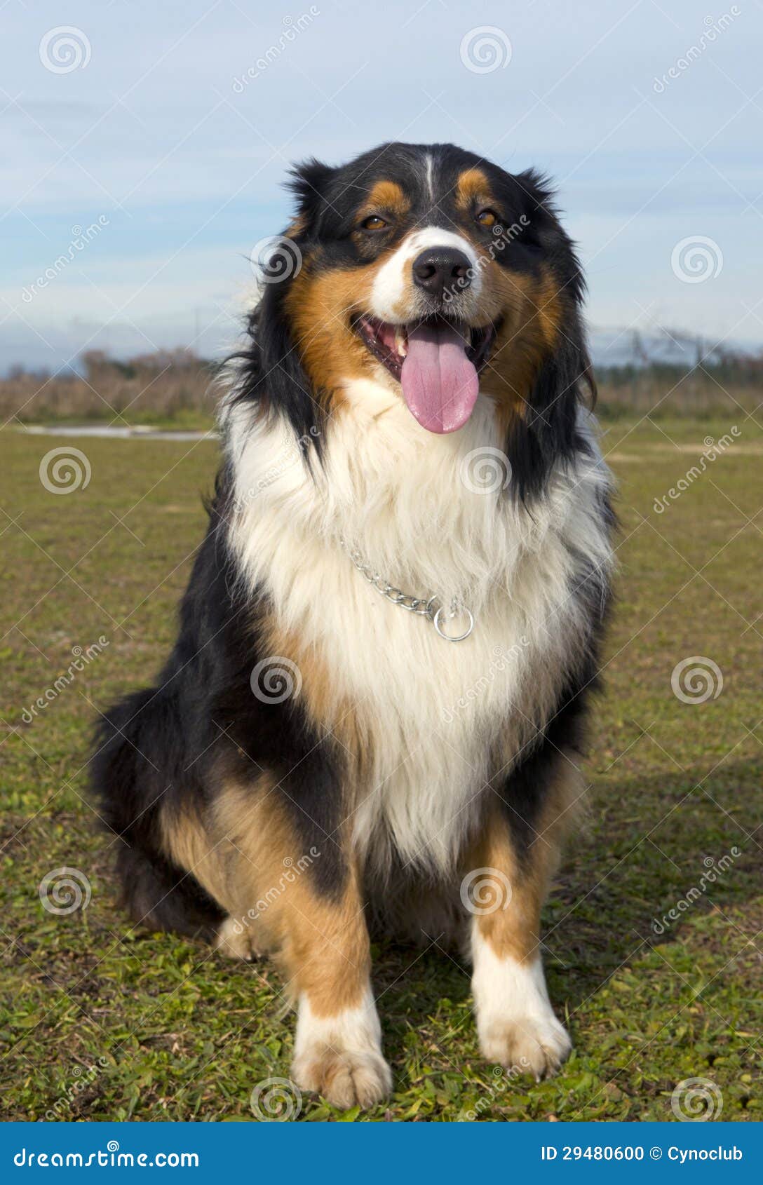 Pastor australiano foto de archivo. Imagen de canino - 29480600