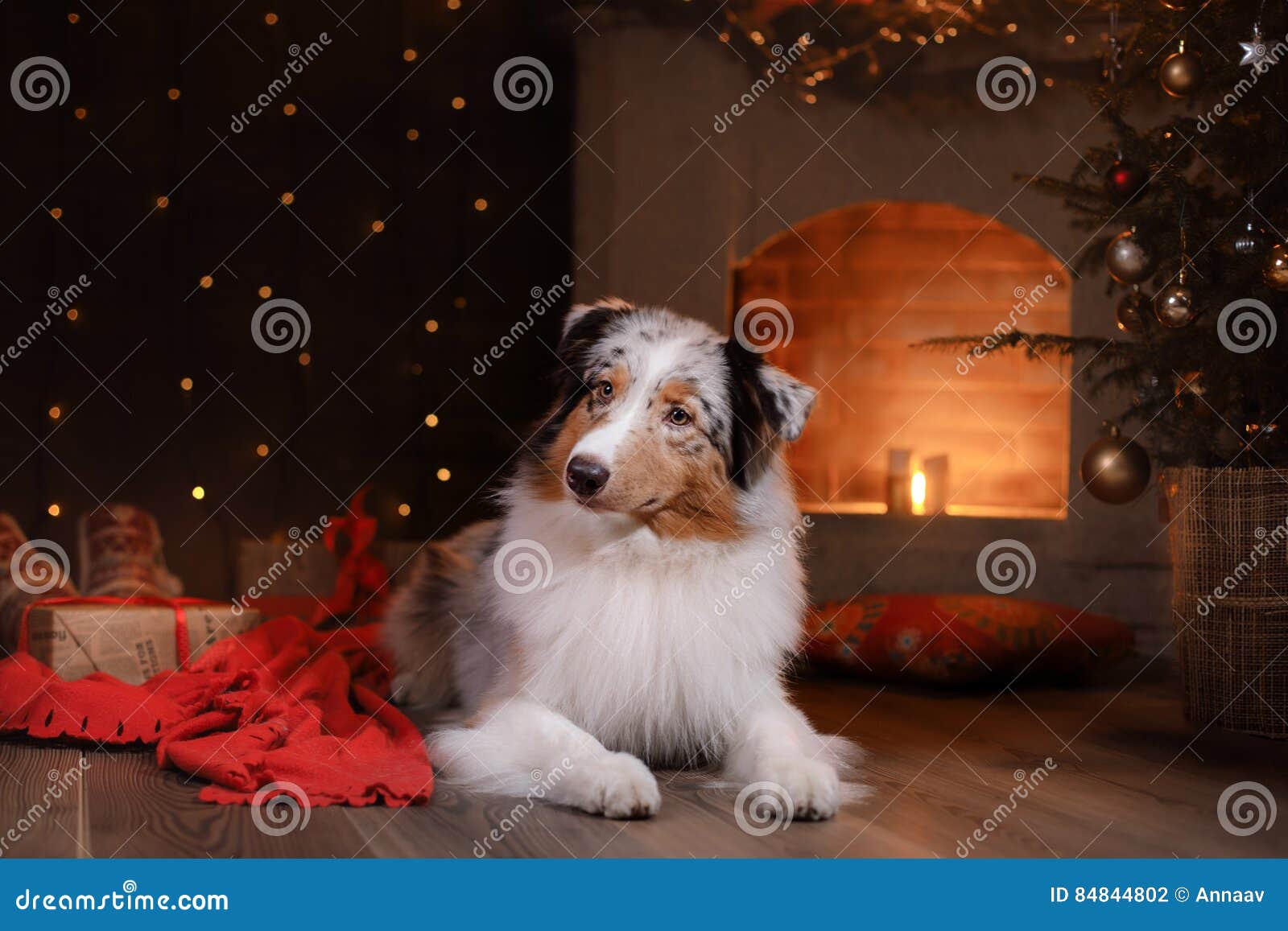 Pastor Australiano De La Raza Del Perro, Aussie, Foto de archivo ...