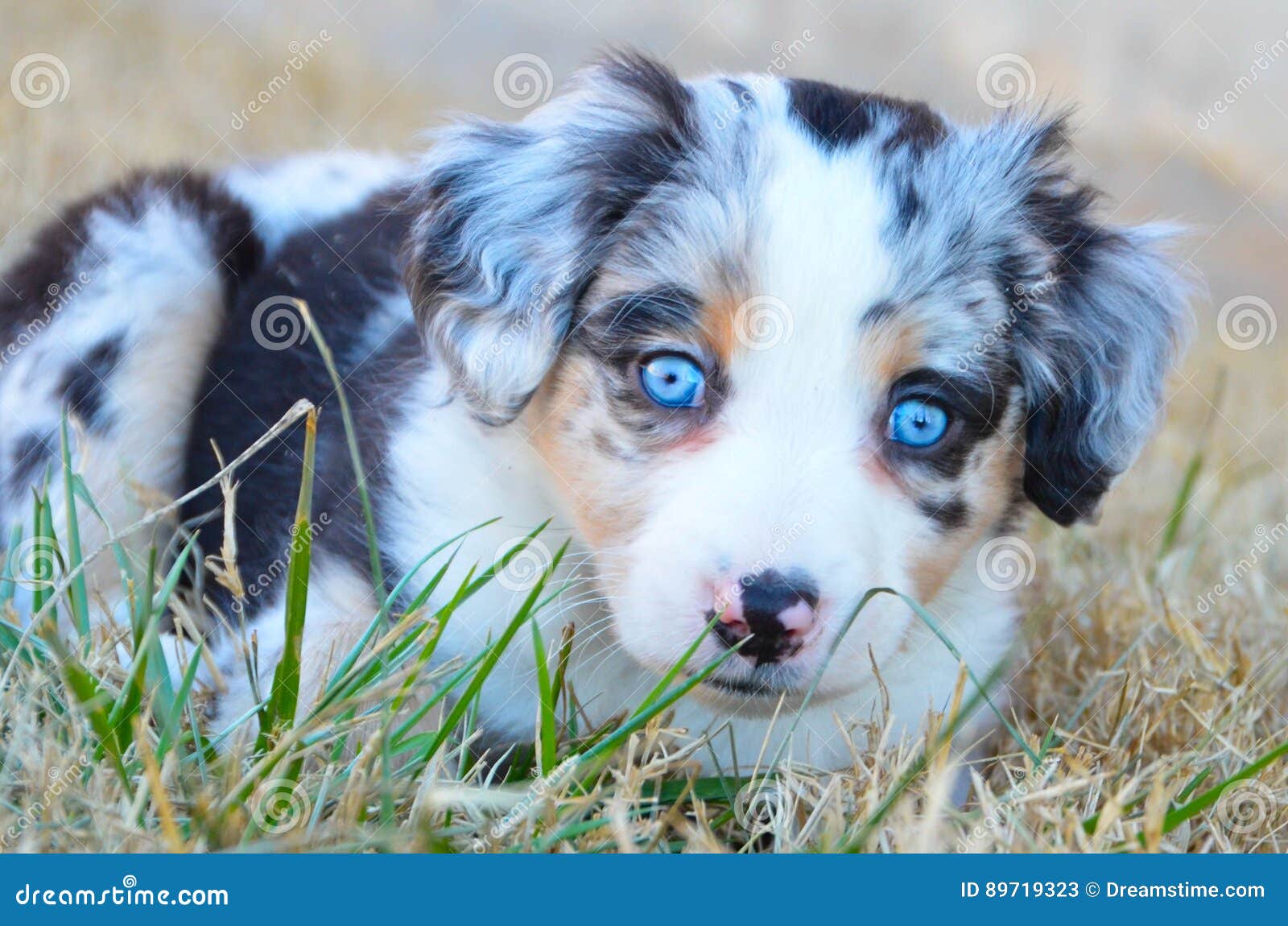 Pastor Australiano Azul Tri Filhote De Pastor Australiano Azul : R/aww