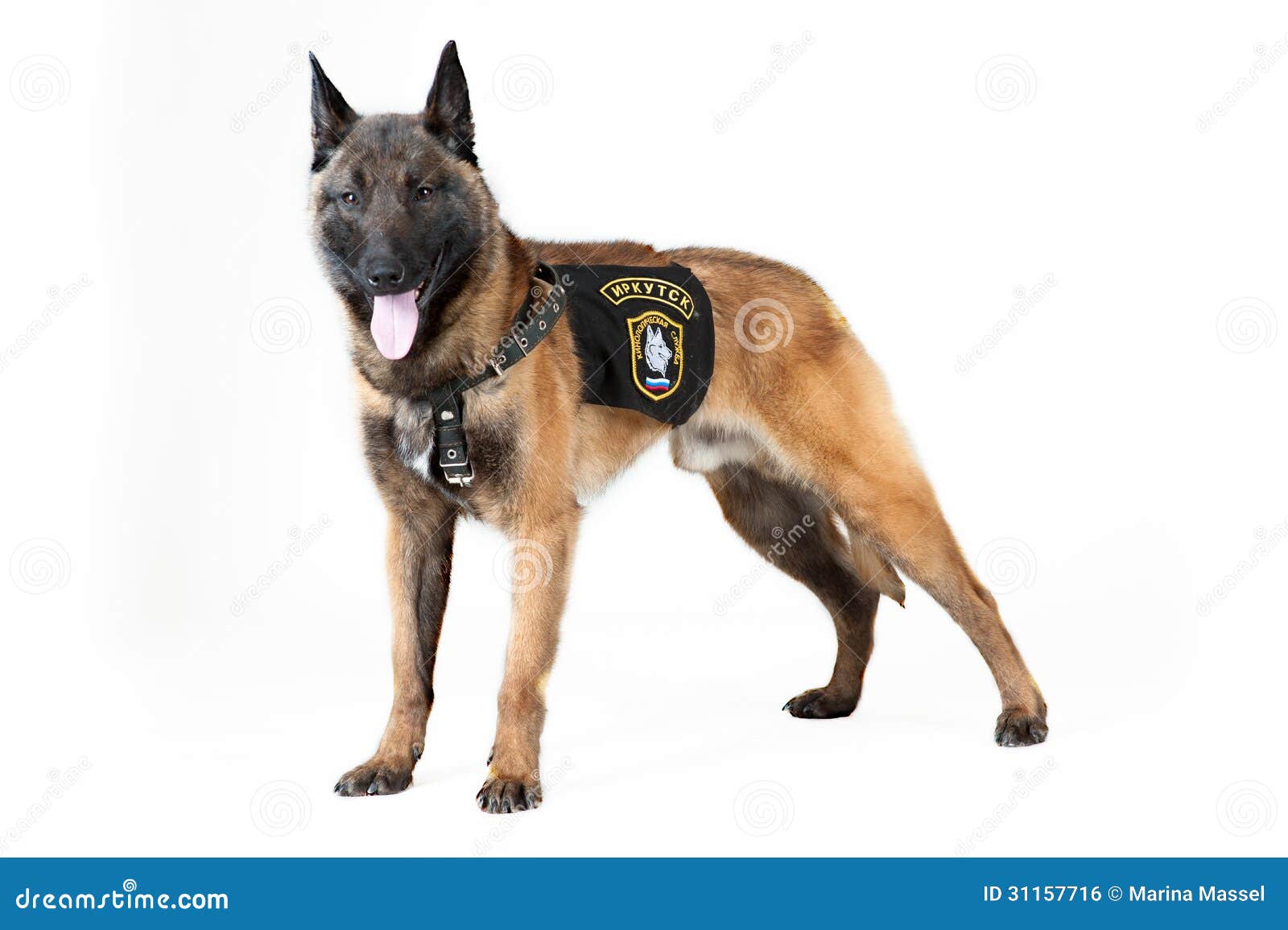 Pastor belga Dog foto de stock. Imagem de soprado, bico - 31157716