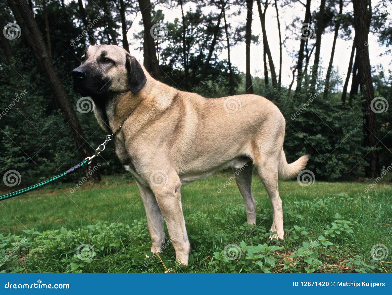 Pastor de Anatolia foto de archivo. Imagen de granja - 12871420