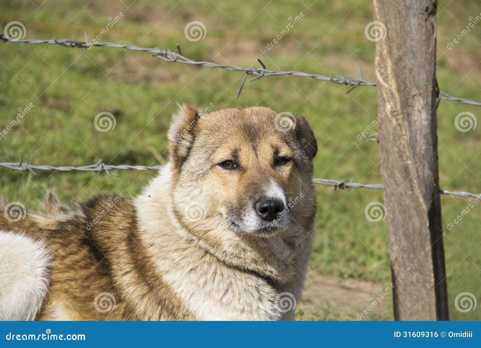 Pastor Dog foto de stock. Imagem de parque, pets, velho - 31609316
