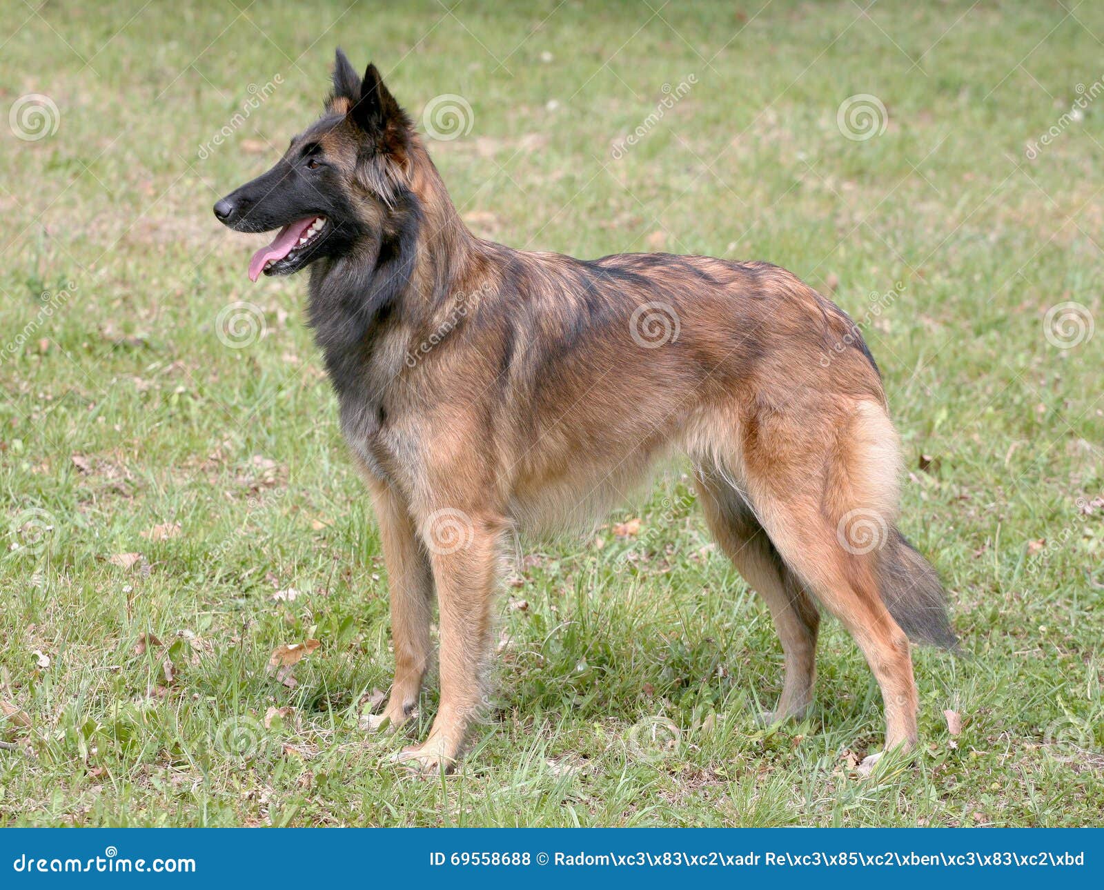 Pastor Dog De TypicalBelgian Em Um Gramado Da Grama Verde Foto de Stock ...