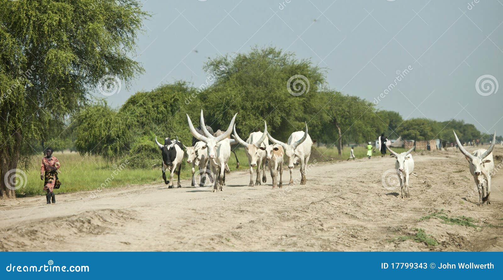Pastor e gado Dinka, Sudão foto de stock editorial. Imagem de gado ...